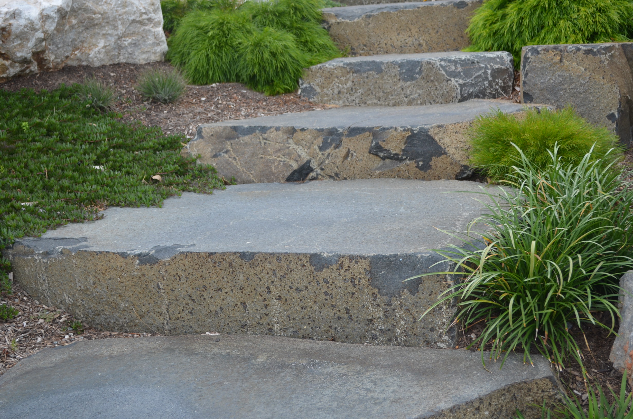 Nimmitabel Large Steppers – Nimmitabel